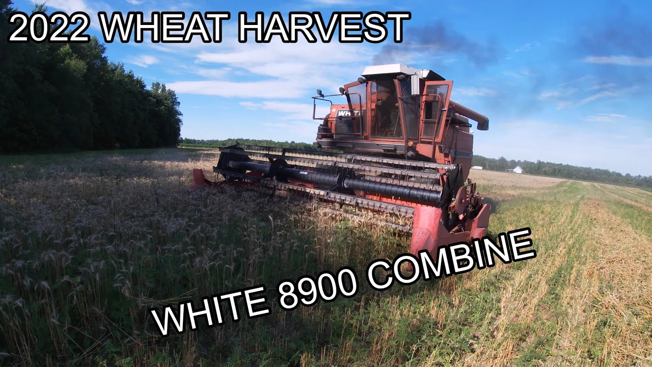 2022 Wheat Harvest: Not the best I ever had, but still wonderful. White ...