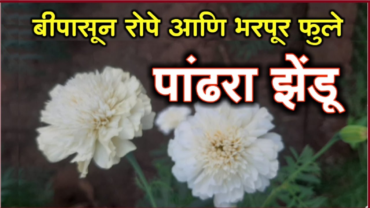 zendu lagwad | marie gold flower | white zendu | white Marie Gold ...