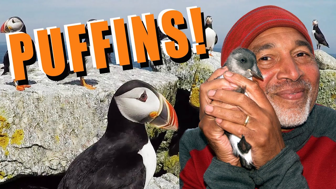 The Puffin Plan! Saving the Puffins of Maine - YouTube