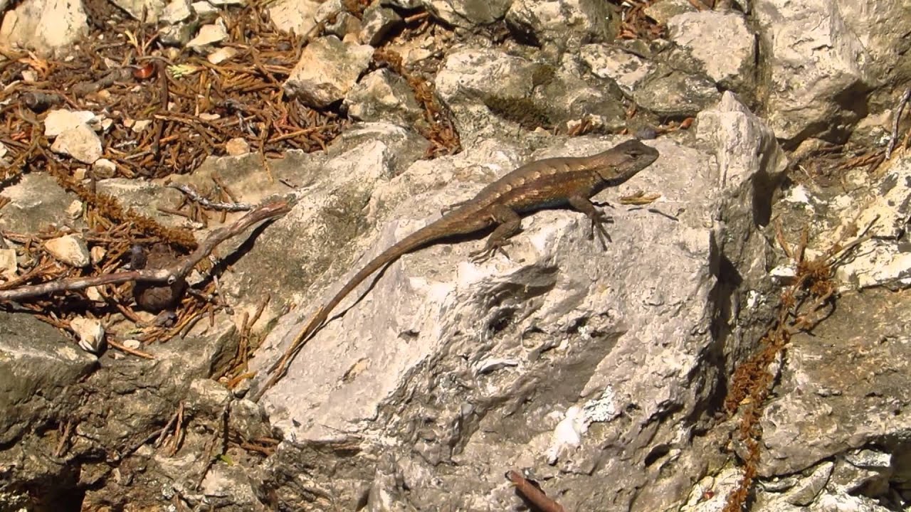Fence Lizard Pushups - YouTube