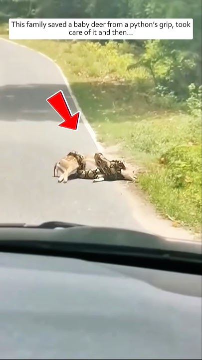 Kind man saved a baby deer from a python...😟💔 #animalshorts - YouTube