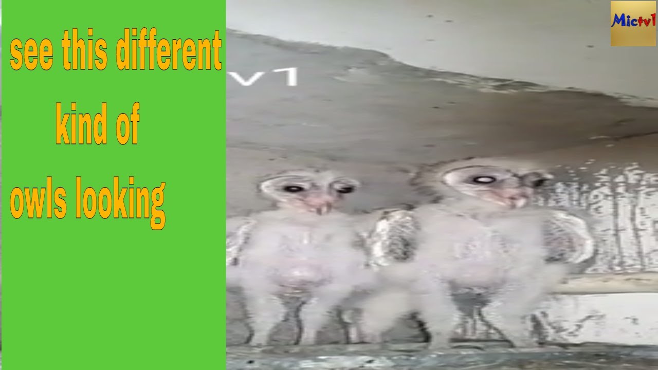 Big Owls Videos|| Gudla Guba Videos - YouTube