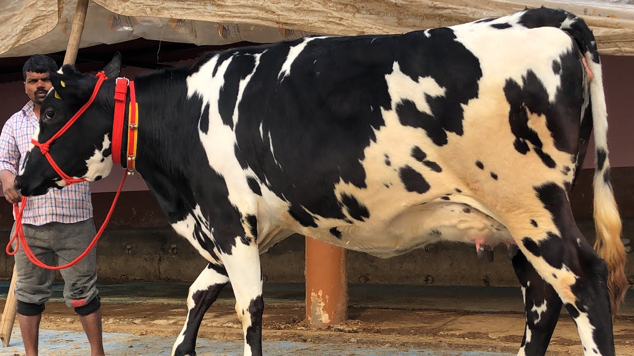 Denmark Cow For Sale Available At ChopraDairyFarm, Contact- 7009645902 ...