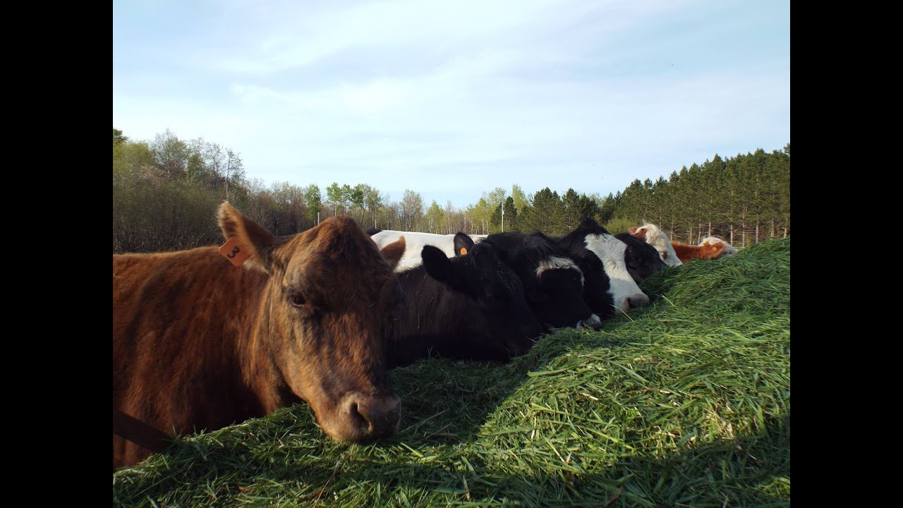 Green chopping grass for our cows - YouTube
