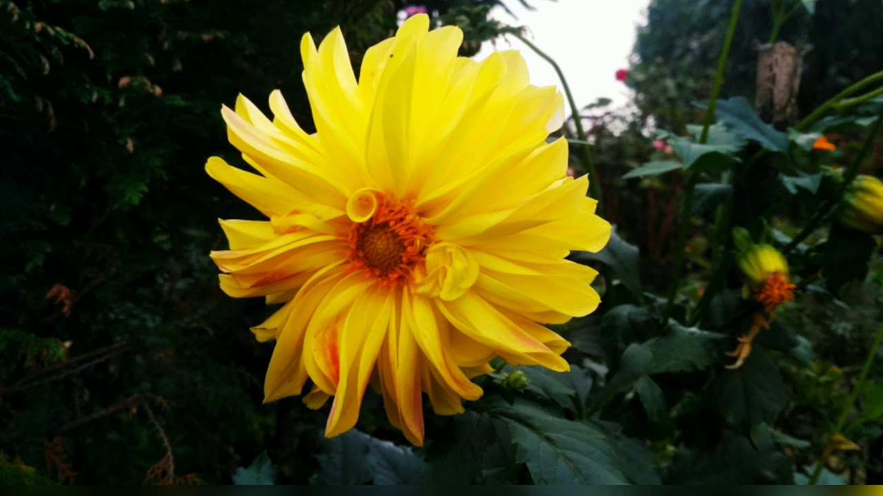 Flowers of Darjeeling . Dawaipani & Chatakpur flowers . Himalayan ...