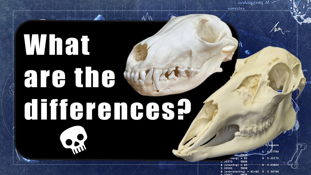 Comparing carnivore and herbivore skulls | Ripping vs grinding anatomy ...