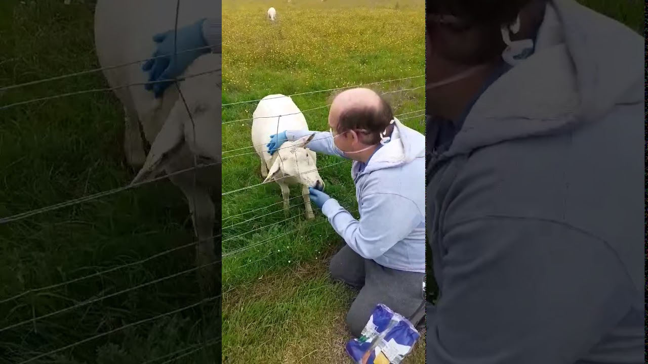 Clever Fred has had all of his wool sheared off - YouTube