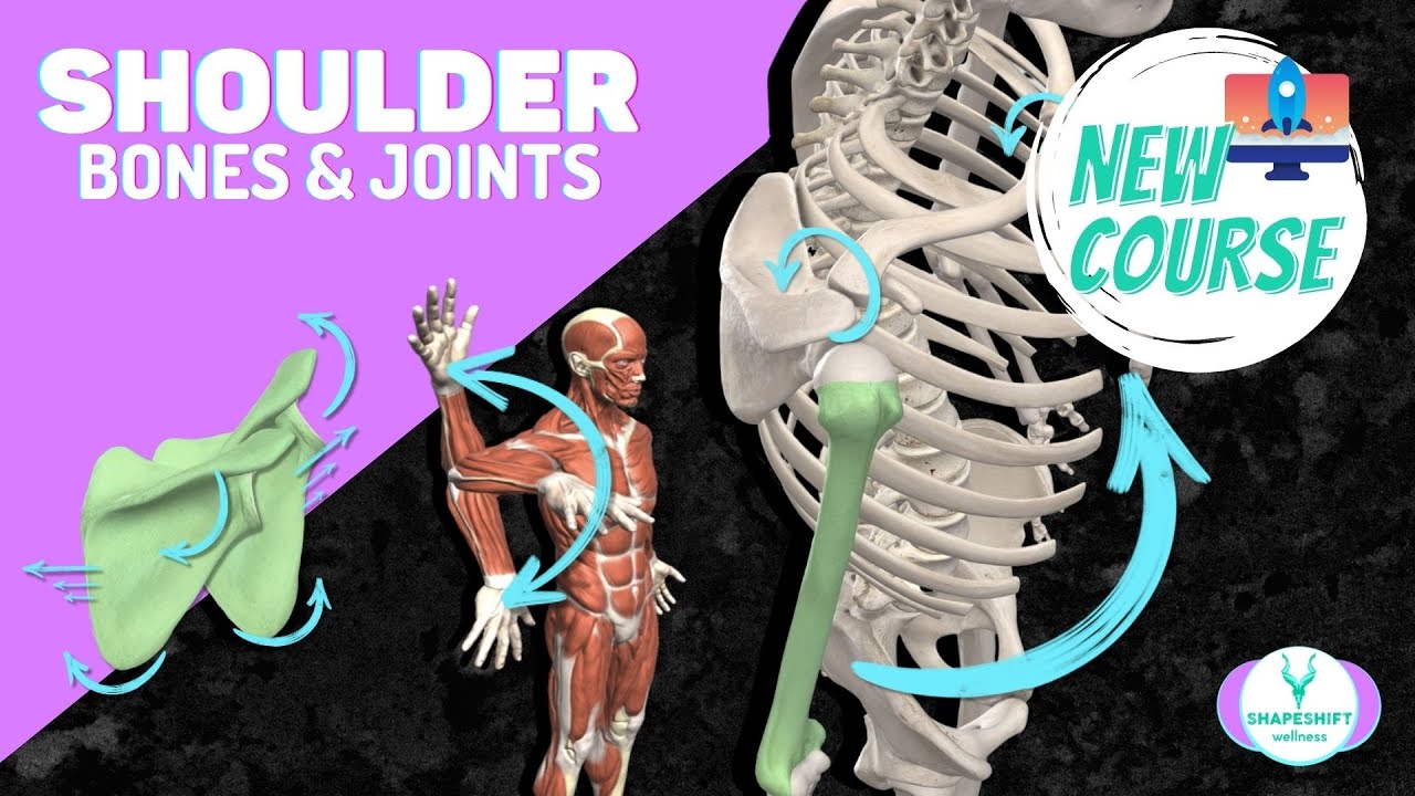 SHOULDER ANATOMY OF MOTION (New Course Launch!) - YouTube
