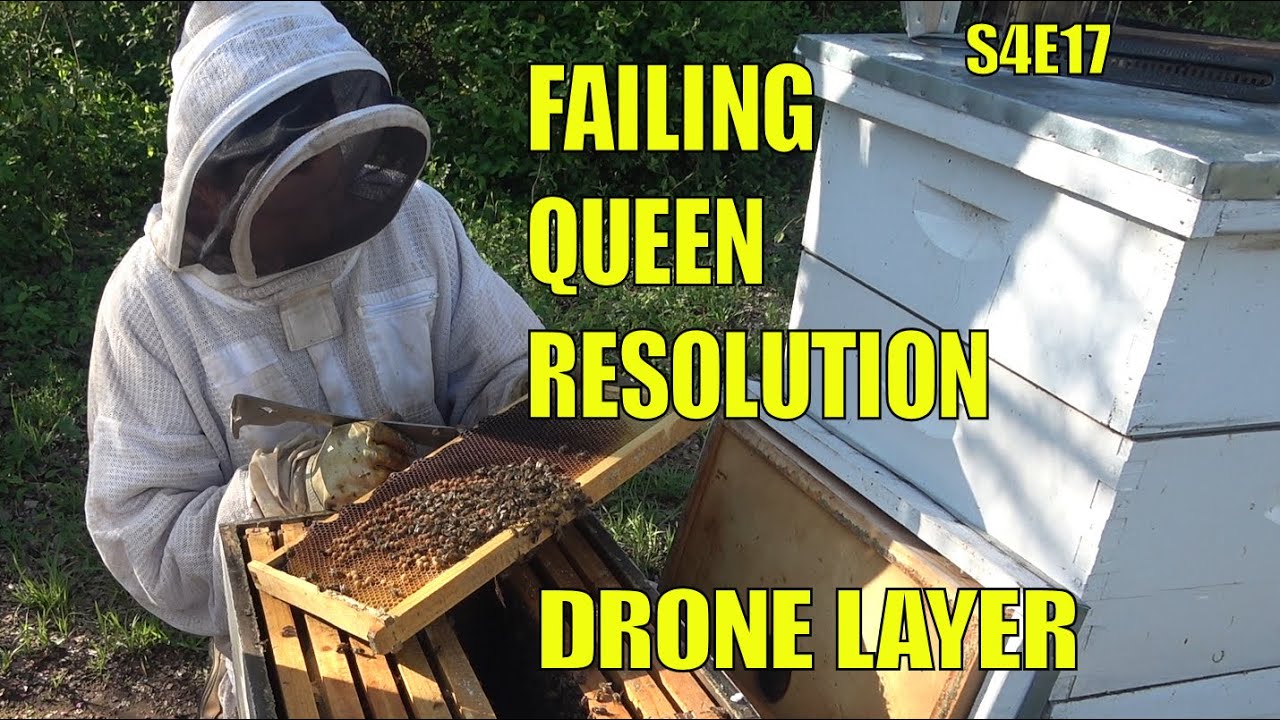 Drone Layer Resolution & Tiny Swarm gets a gift. S4E17 #beekeeping ...