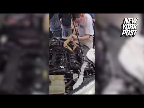 Shocking moment Florida mechanics pull 8-foot-long boa constrictor from car engine