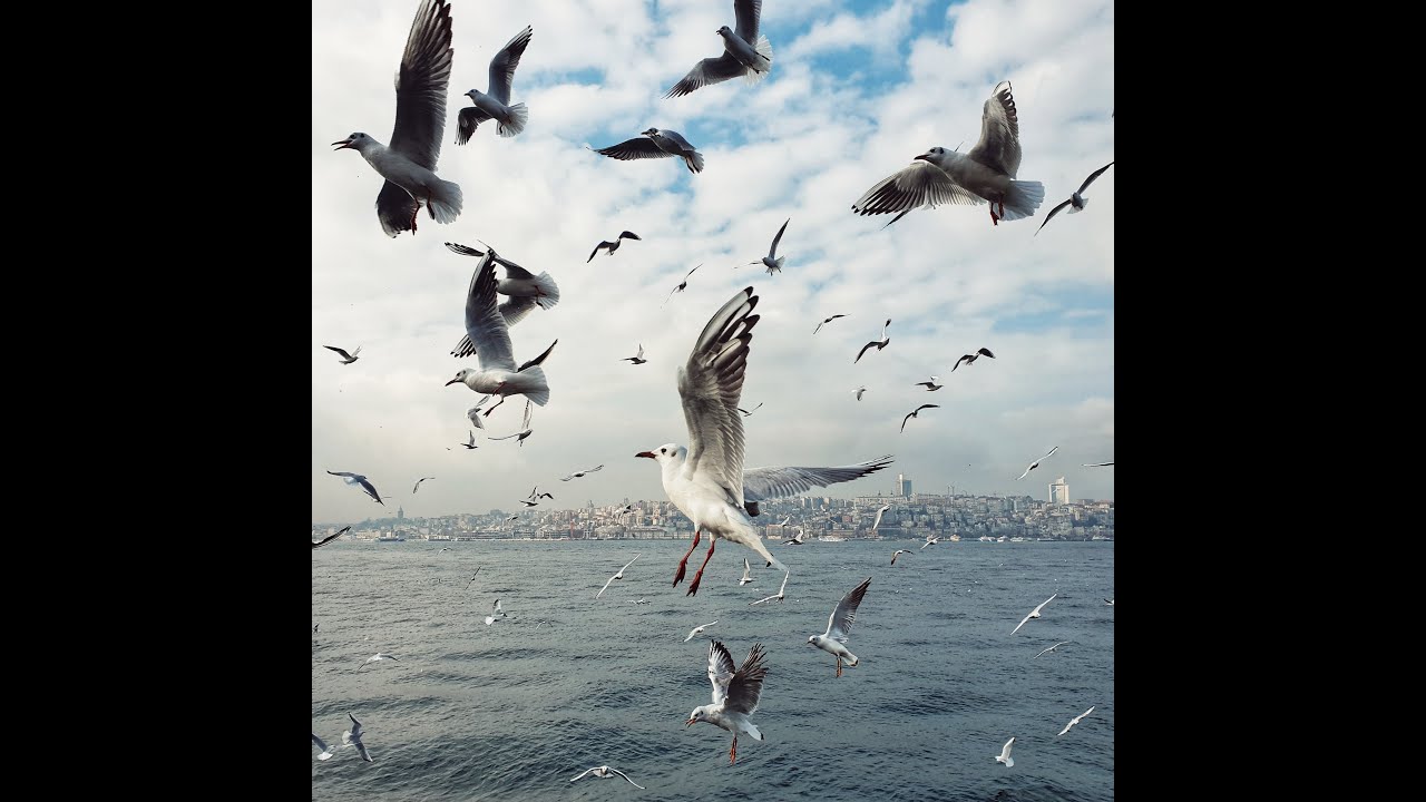 Amazing Flying Birds ️Best compilation video | Paradise Of Birds | City ...