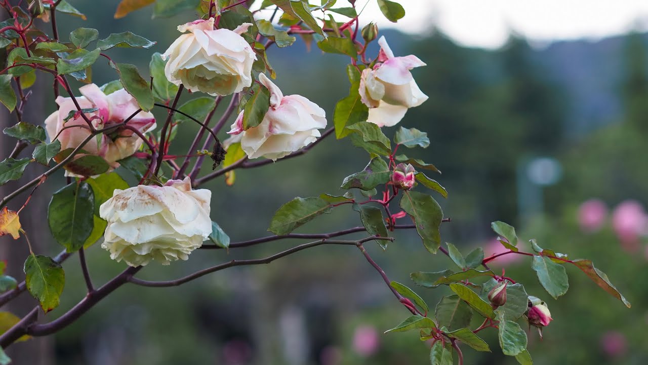 4K HDR - old tea rose Madame Joseph Schwartz - YouTube