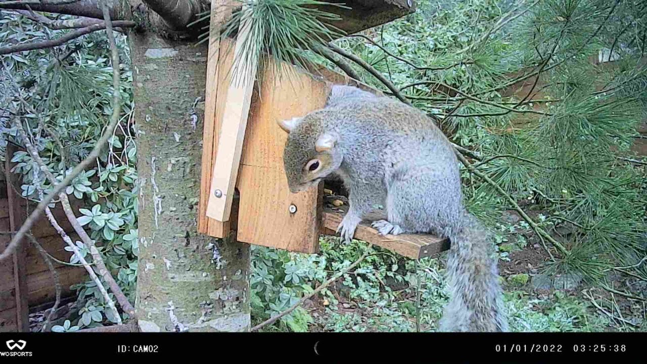A wee squirrel spies trouble below the feeder #squirrel #wildlife # ...