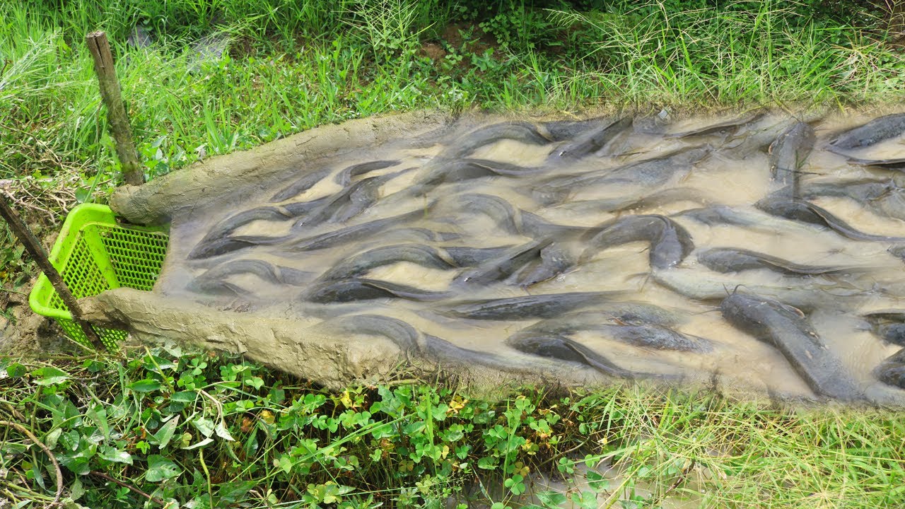 Amazing strange fish trap in the village made by smart men using scrap ...
