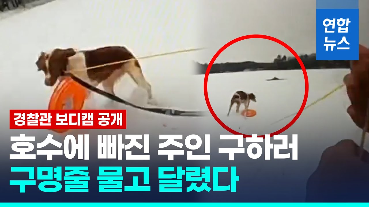 얼음 호수 빠진 주인 향해 구명줄 물고 달려간 반려견 연합뉴스 Yonhapnews Youtube