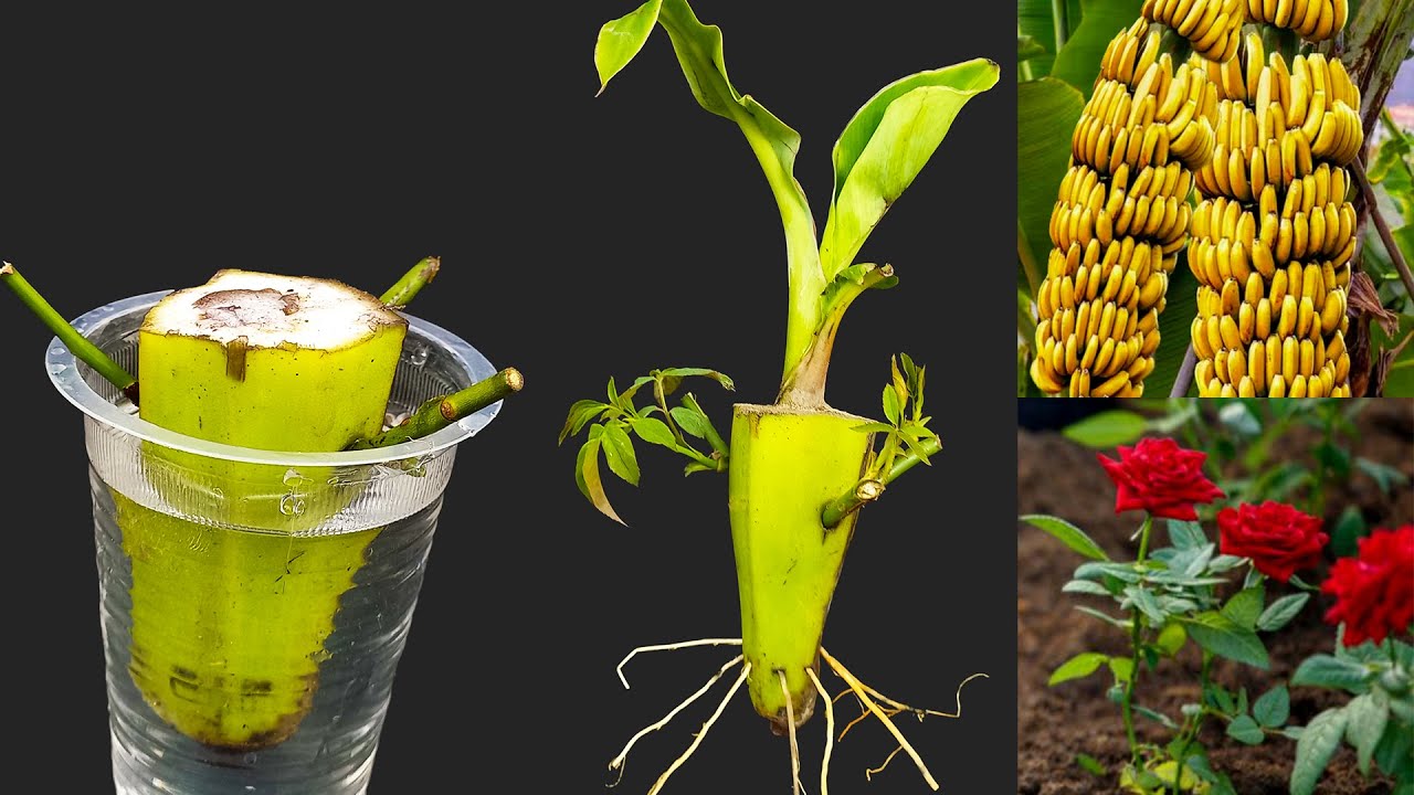 Best Techniques how to grow rose tree and banana tree from rose cutting ...