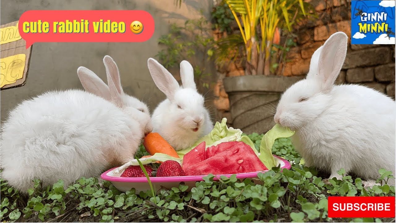 cute rabbit vlog | #rabbitvlog #4k 60fps HDR - YouTube