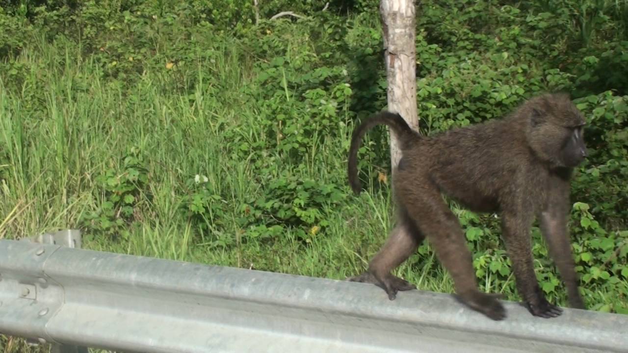 Monkey Trouble - YouTube