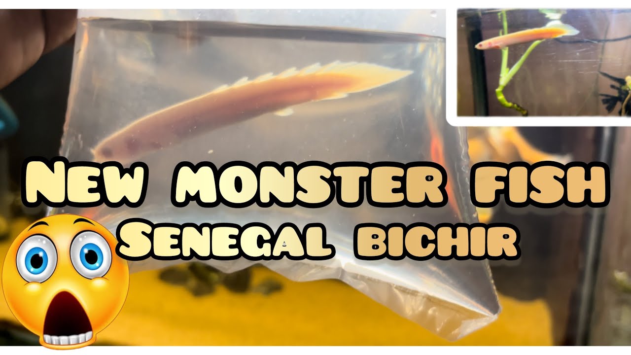 🤯😱BUYING NEW EXOTIC MONSTER FISH FOR AQUARIUM🐳🐠| ALBINO SENEGAL BICHIR ...