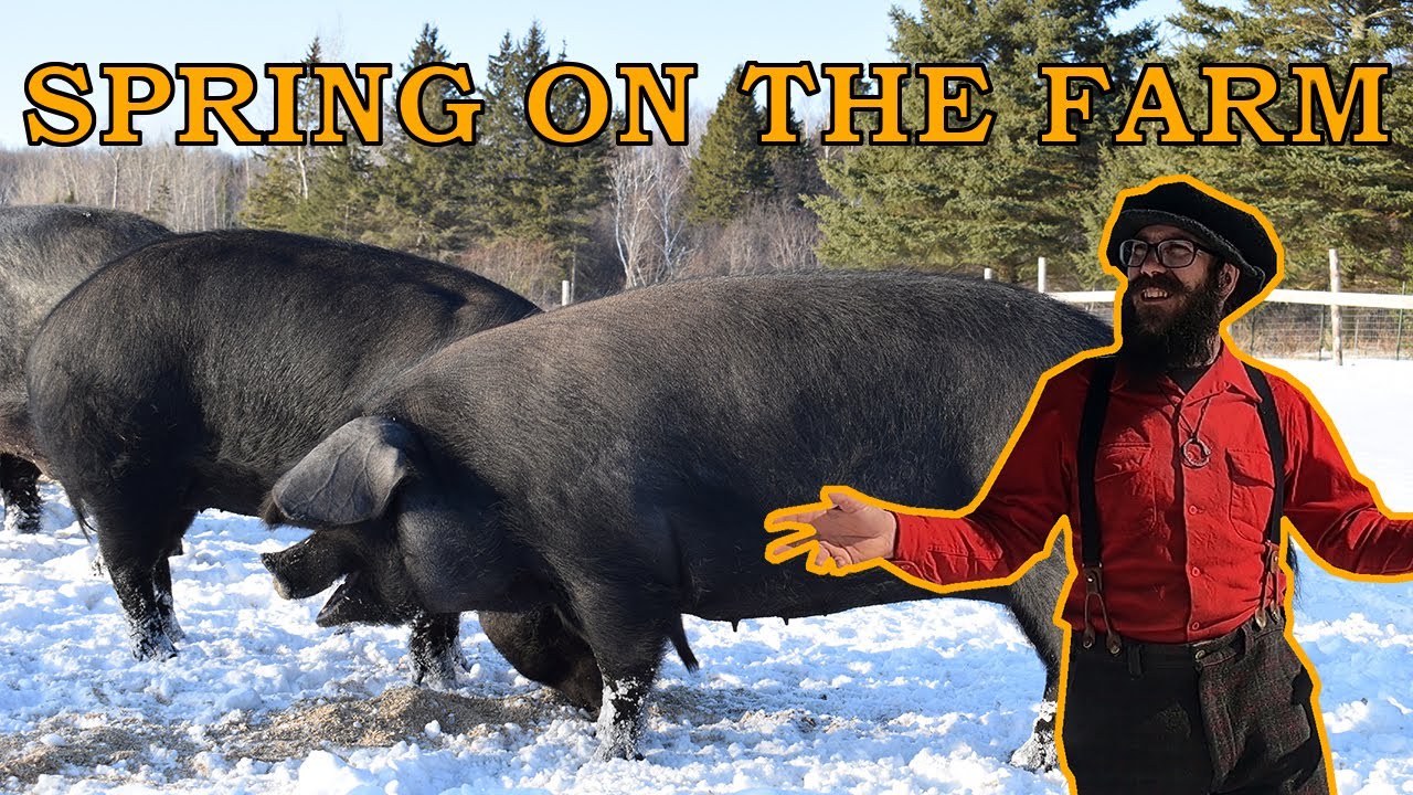 Large Black Hogs, Line Back Cattle, Sawmilling & More - Spring on The ...