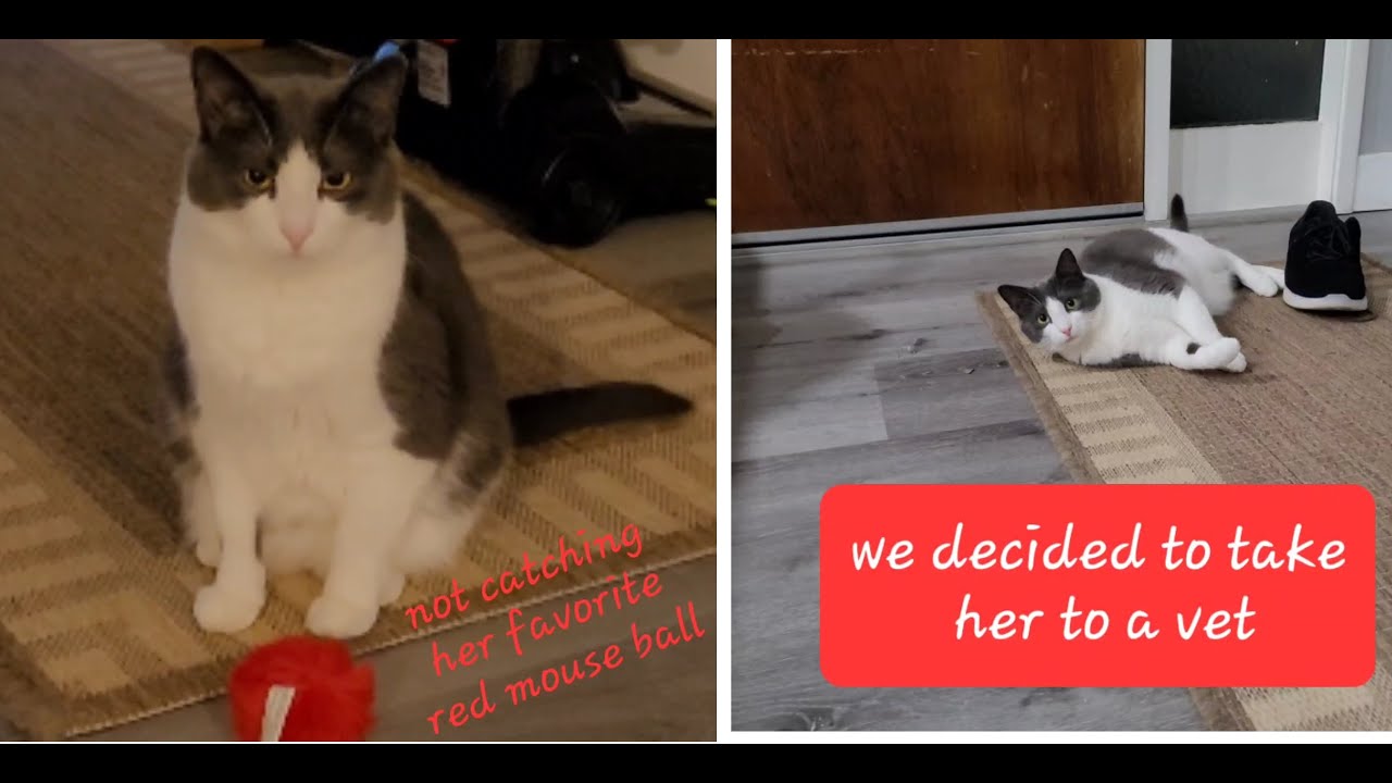 Our cat`s journey to get better 2 - YouTube