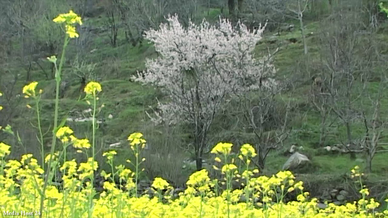 MUSTARD FLOWER Sarson Ka Phool Royalty Free Video YouTube mustard-flower-sarson-ka-phool-royalty-free-video-youtube