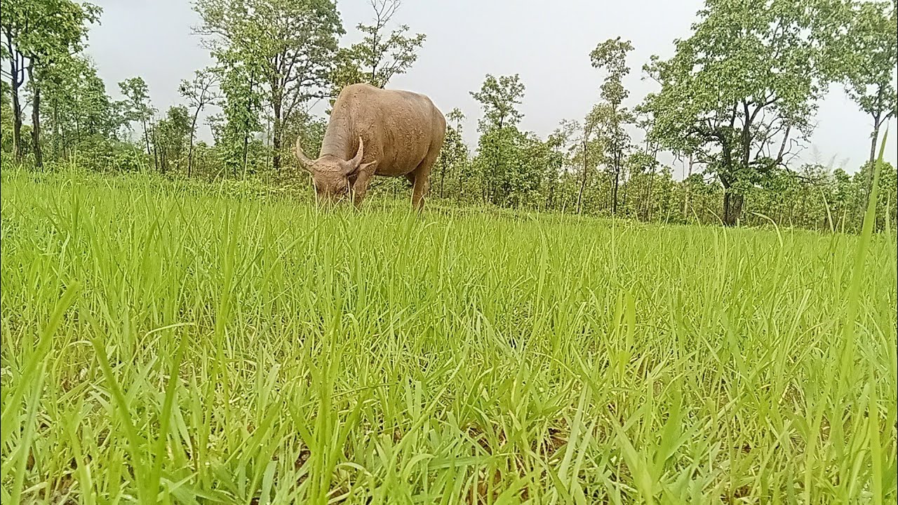 Buffalo graze in the rain - YouTube