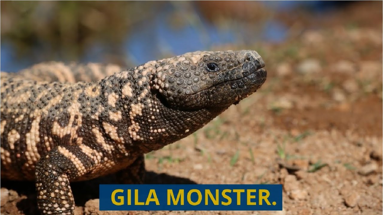 The Giant Gila Monster Bite Venomous Beaded Lizard Survive Video 2022 ...