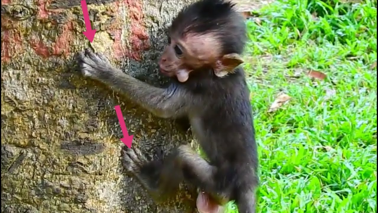 Poor baby monkey fall down from the tree coz cling so hard, poor baby ...