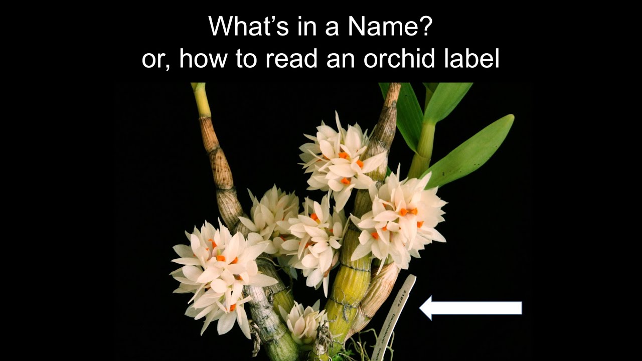 What's in a Name? or how to read an orchid label - YouTube