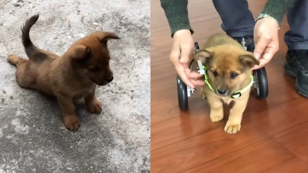 A stray dog with completely paralyzed hind legs had a miracle happen ...