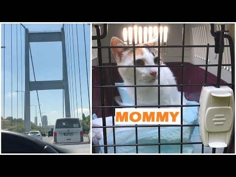 We Took The Limping Mother Cat To Istanbul For Vet Check-Up