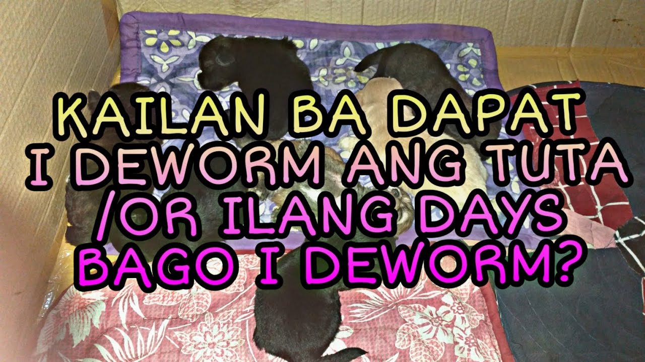KAILAN BA DAPAT I DEWORM ANG TUTA/ASO?? ILANG DAYS BAGO I DEWORM? - YouTube