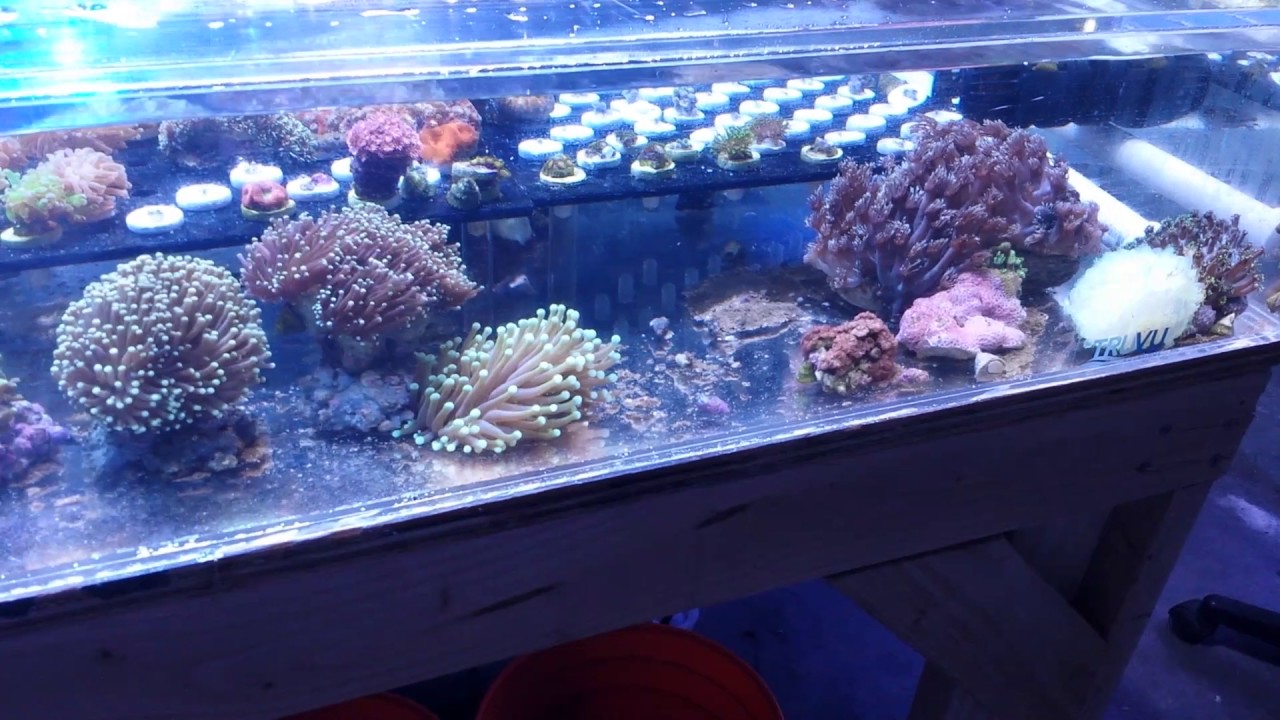 How I run my saltwater tanks. Simple. - YouTube