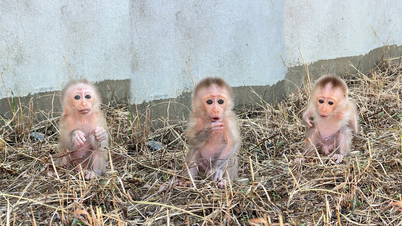 Family’s Monkey FiFi Live Stream - YouTube
