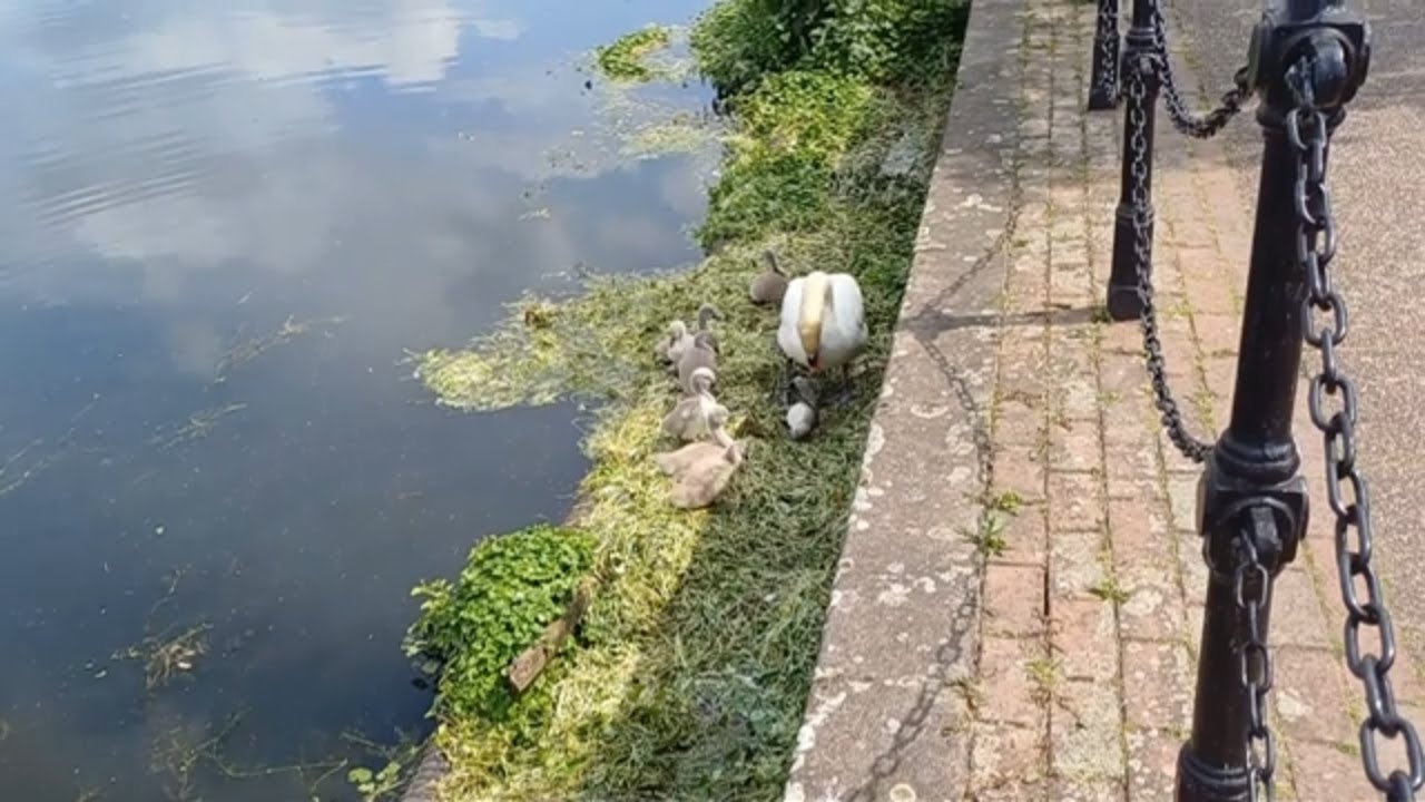 Walking along River Lee Navigation London England - YouTube