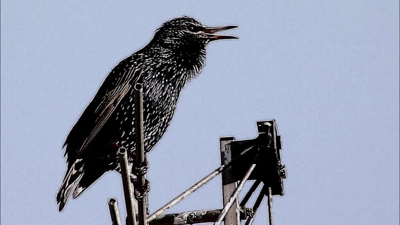 Early Morning Starling Calls - YouTube