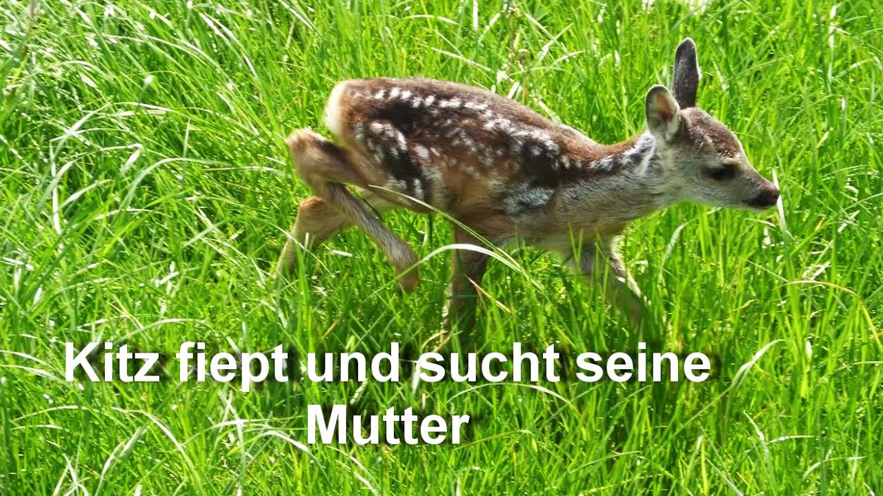 5.min ruft das Kitz am Ende gibts ein Happy End - 5.min the fa wu calls ...