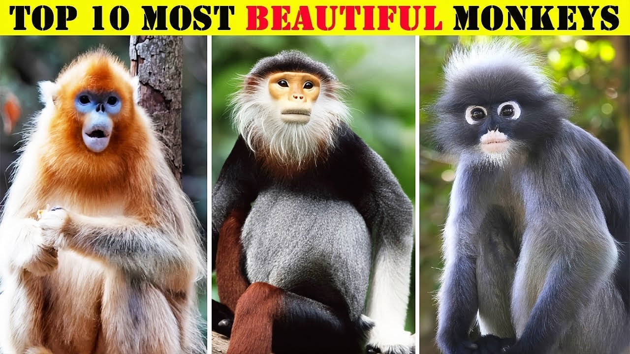 Top 10 Most Beautiful Monkeys In The World YouTube top-10-most-beautiful-monkeys-in-the-world-youtube