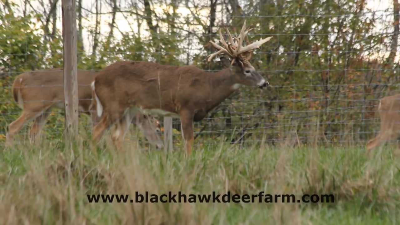 Blackhawk Farm's Newest Breeder Buck - YouTube