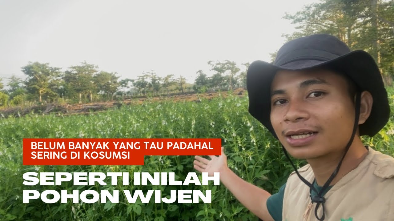 TERNYATA SEPERTI INI POHON BIJI WIJEN DAN CARA BUDIDAYANYA - YouTube