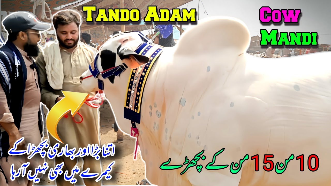 Tando Adam Cow Mandi Ka Sab Se HEAVY BULL | Cattle Market Tando Adam ...