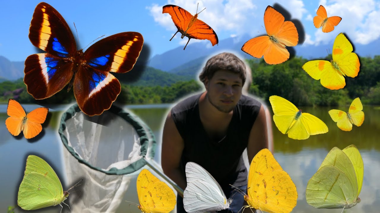 Butterflies in Brazil: Wild Brazil - BUTTERFLY Expedition! Atlantic Rainforest with Bart Coppens ...