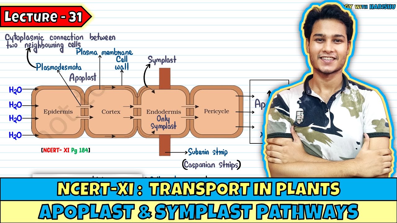Transport in Plants| Lec 31- Apoplast & Symplast Pathways| Class 11 ...