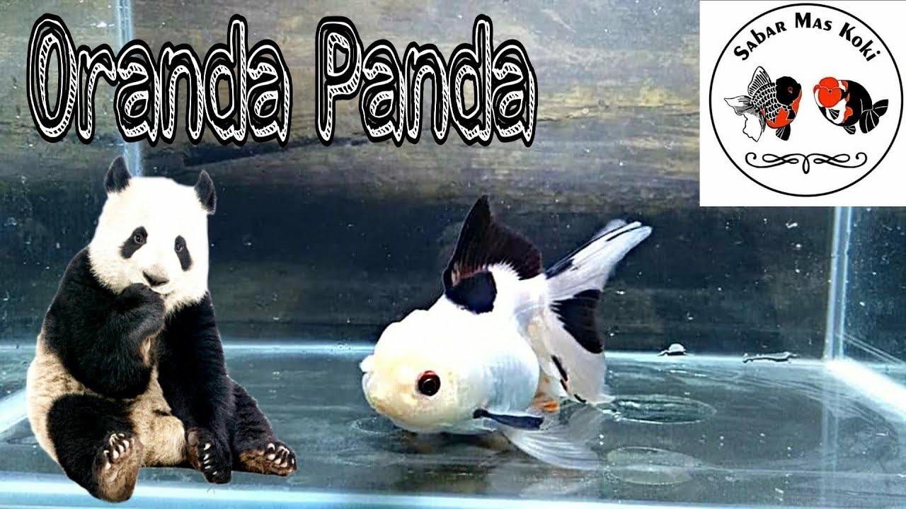 IKAN HIAS MAS KOKI ORANDA PANDA GOLDFISH - YouTube