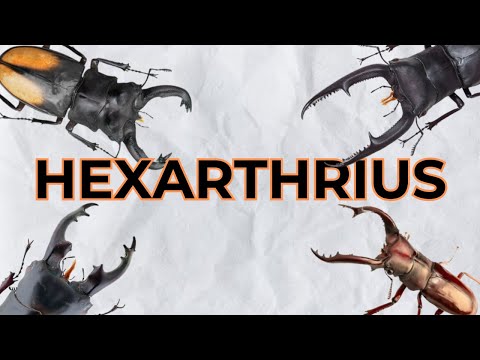 Diese Hirschkäfer sind wild