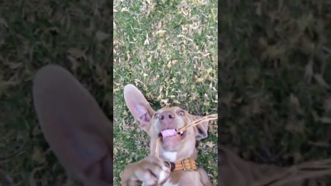 Perro fe😍 gracioso - Weimaraner - YouTube