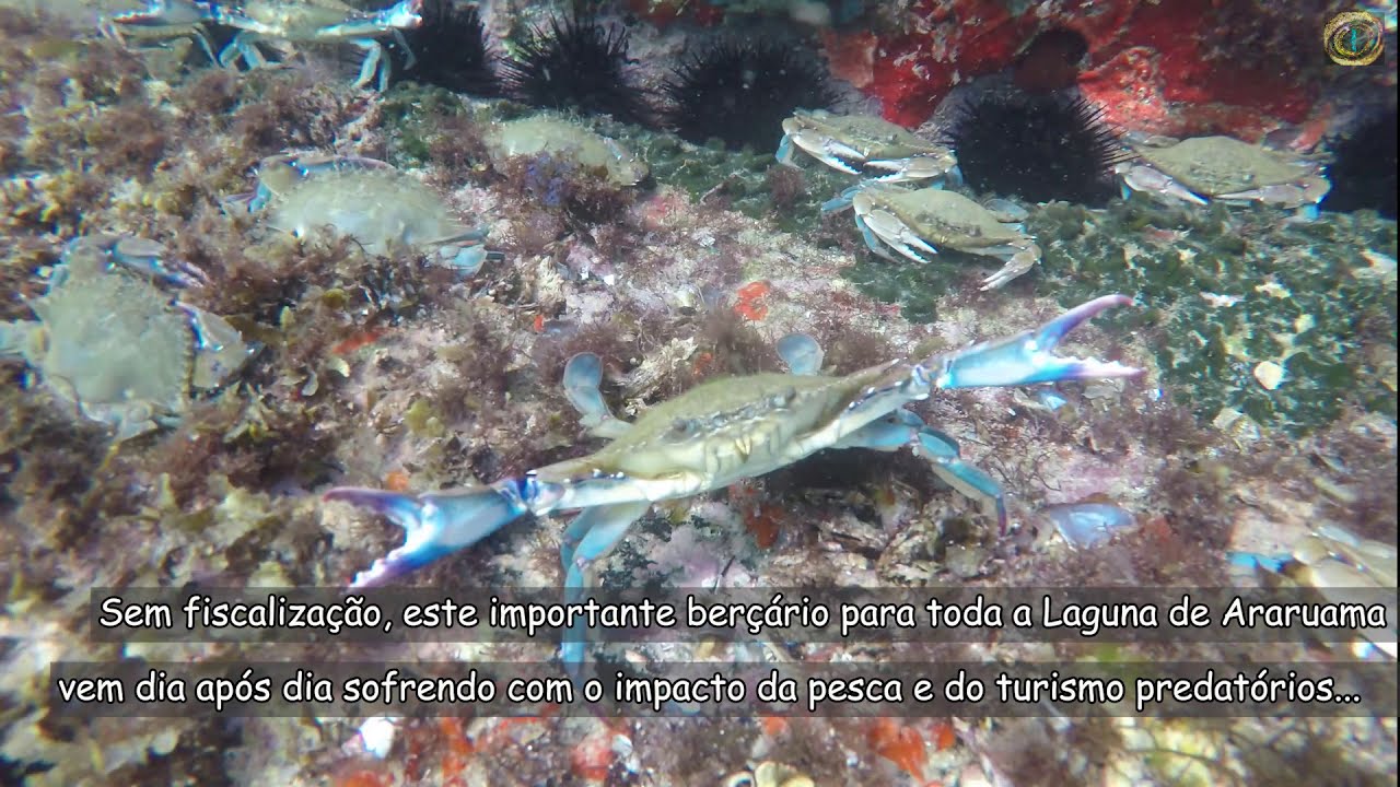 Siri-azul, 𝑪𝒂𝒍𝒍𝒊𝒏𝒆𝒄𝒕𝒆𝒔 𝒔𝒂𝒑𝒊𝒅𝒖𝒔 🦀 Malacostraca, Decapoda, Portunidae ...