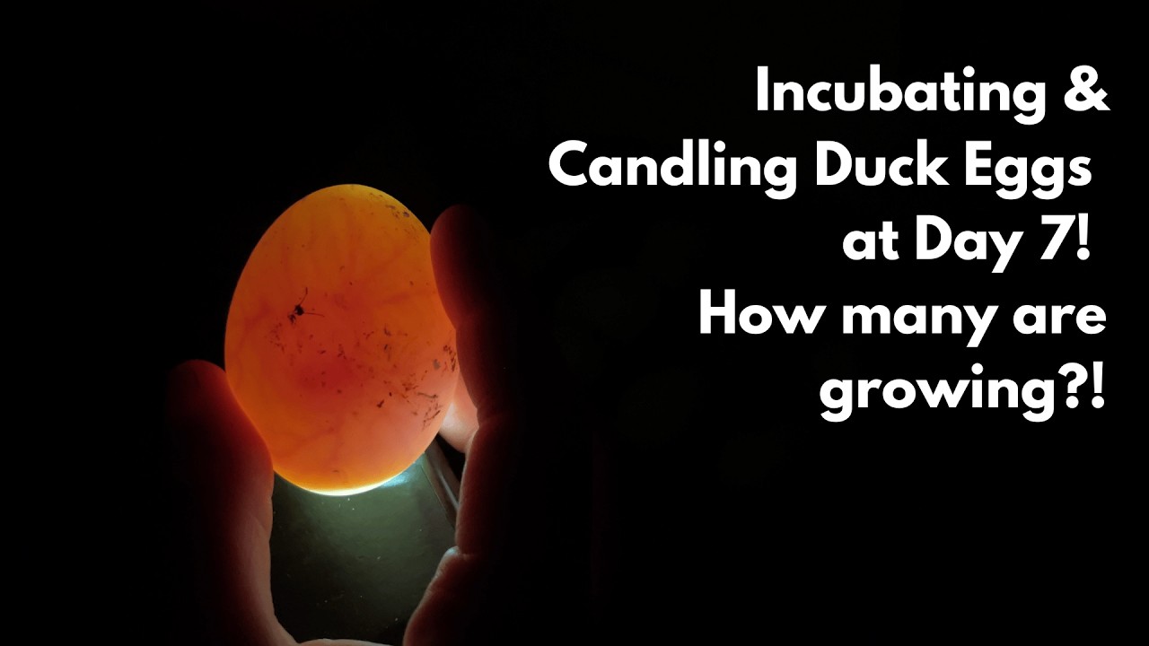 How many ducklings are growing?! Candling Duck Eggs on Day 7! 🐥 - YouTube