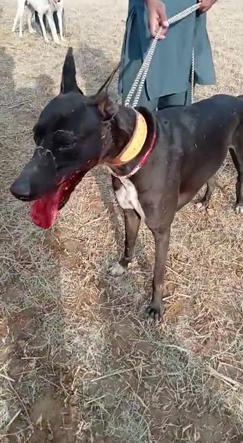 Taze cata dog for sail video shot #dog #selldoglive #dogs # ...